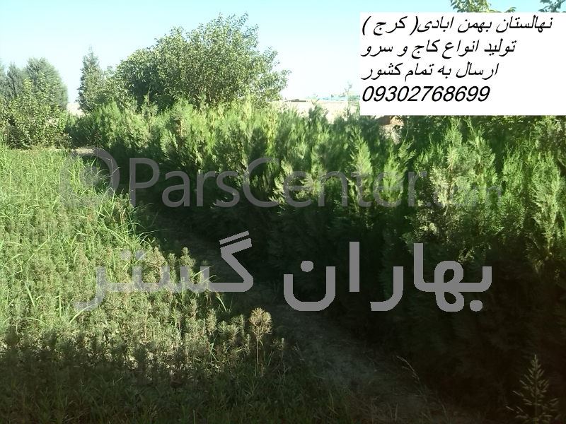 فروش انواع نهال کاج و سرو محصولات نهال در پارس سنتر