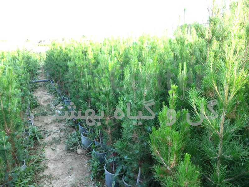 نهال کاج تهران محصولات نهال در پارس سنتر