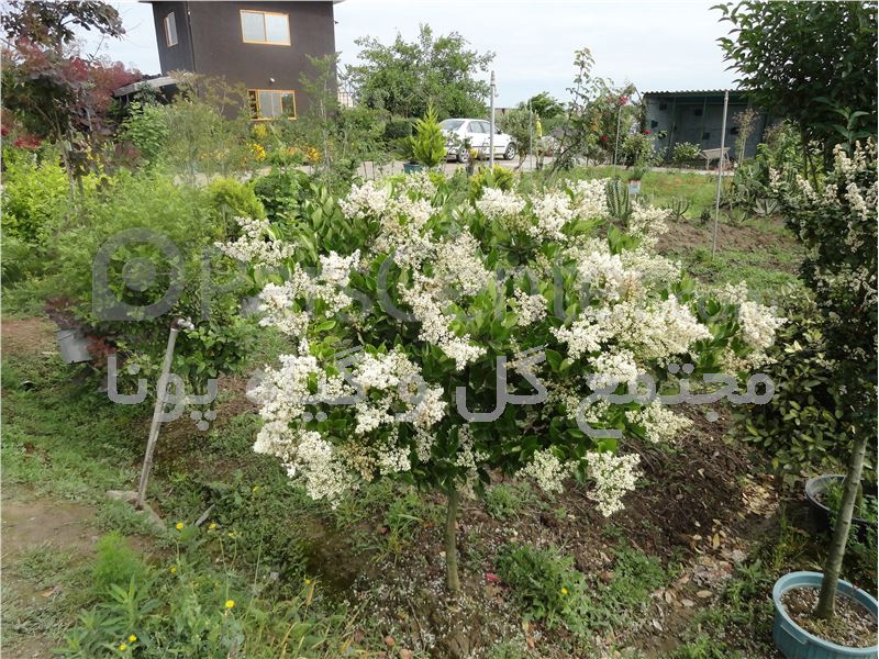 یاس هلندی محصولات گیاهان زینتی باغچه ای در پارس سنتر